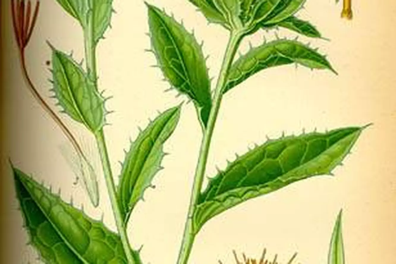 Rescue Thistle: Landareetako intsulina