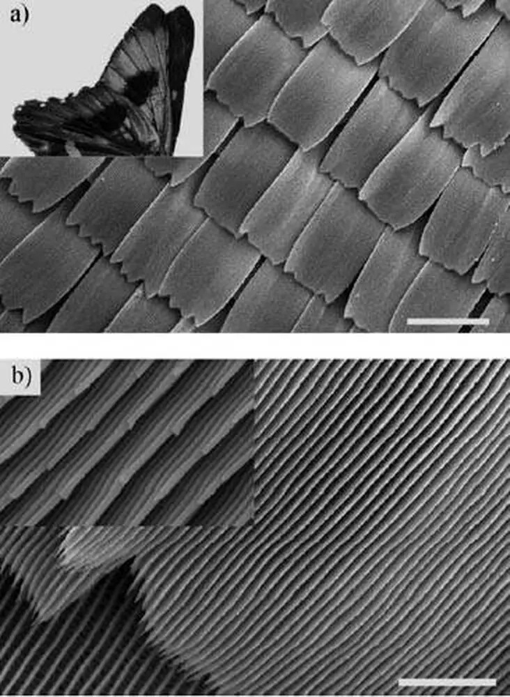 Mikrografije krila leptira A.meliboeus. Ljestvica veličine: (a) 50 µm, (b) 10 µm