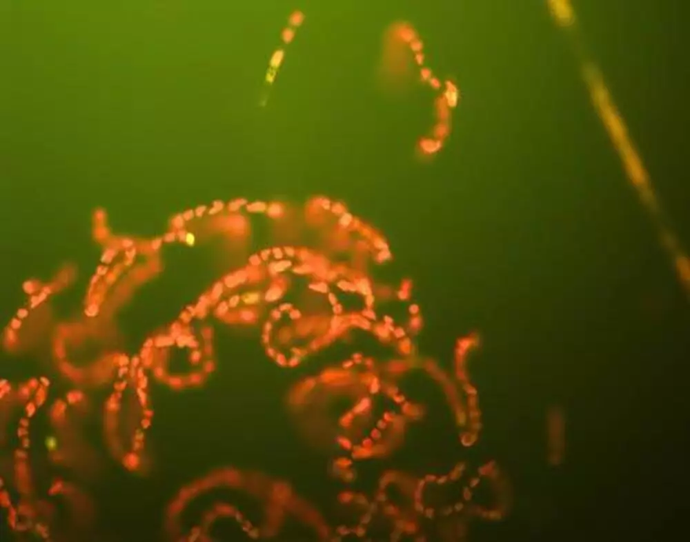 Fitoplankton - Chaetoceros socialisning ushbu koloniyasi kabi - tabiiy sharoitda lyuminestsatsiyalanishi mumkin: shuning uchun quyosh energiyasining bir qismi fotosintez orqali saqlanishi mumkin emas.