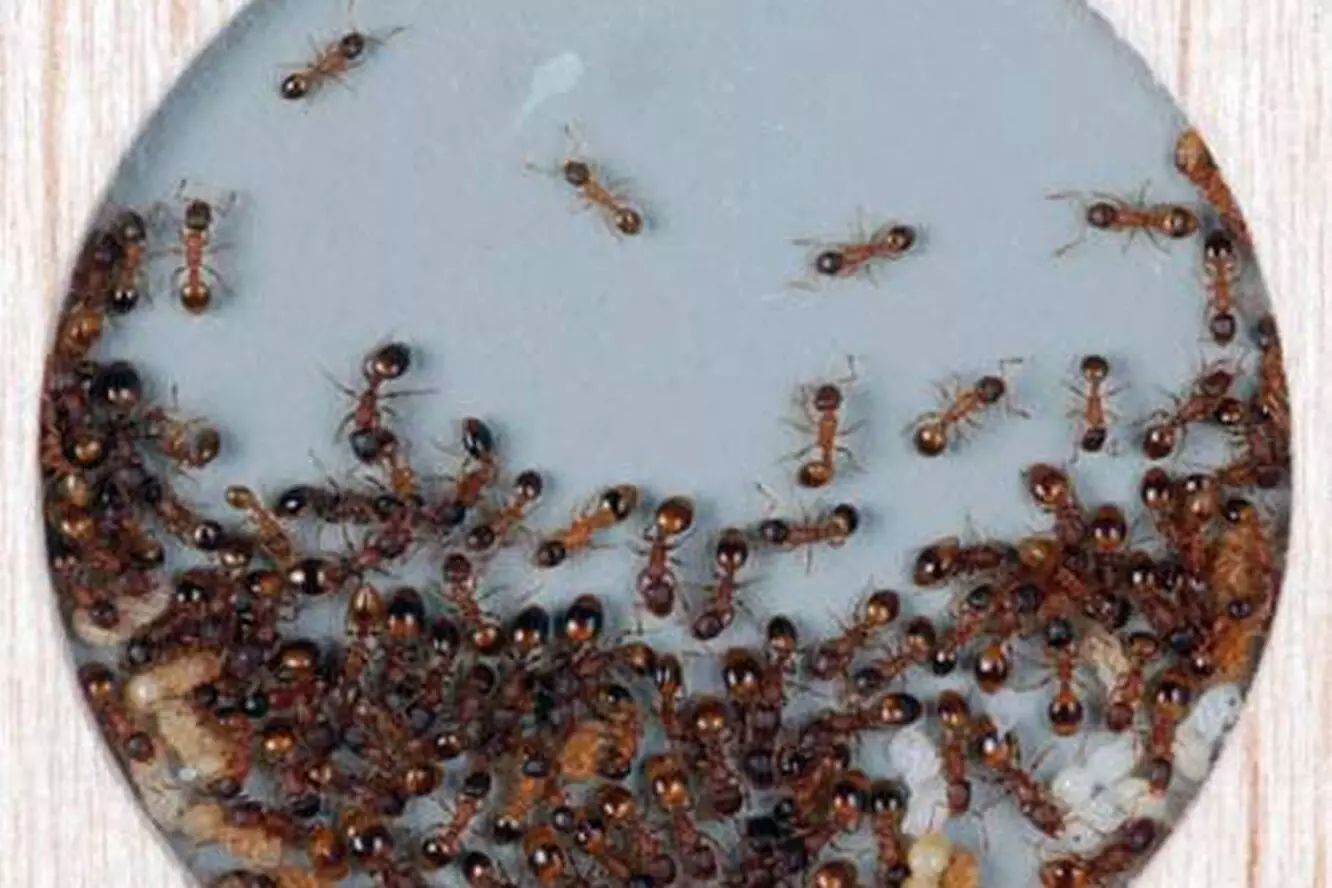 Mente de formiga: colônia racional