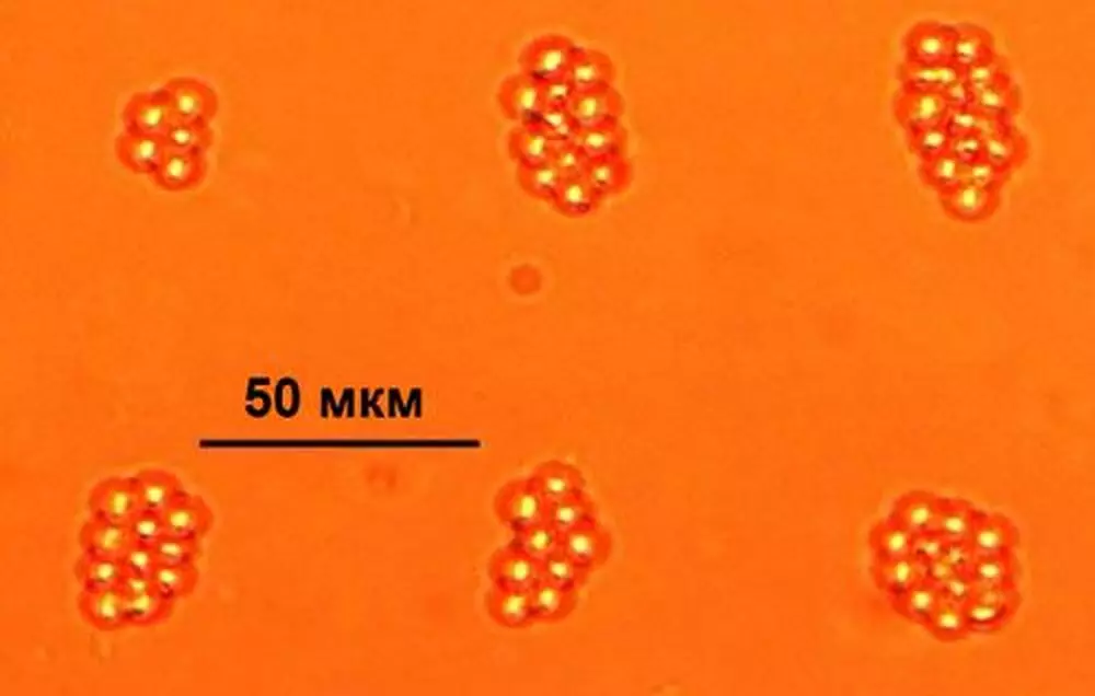 Bovine erythrocytes gihan-ay gamit ang 100 µm acoustic wave