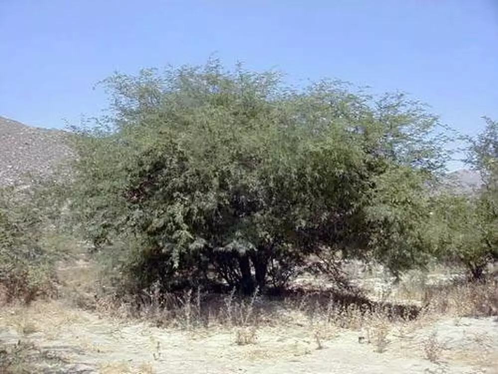 Die lewe van hierdie hele kultuur, soos dit geblyk het, het op sulke onbeskryflike bome van die Prosopis pallida-spesie gerus.