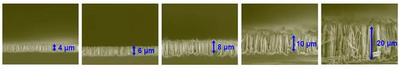 The silicon chip e entsoeng ke bangoli, e koahetsoeng ka nanovilli e hlophisitsoeng hantle, e shebahala joaloka k'hapete. Nanocarpet