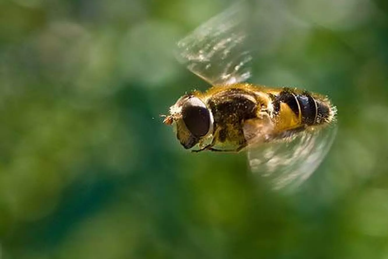 Alimentation des abeilles : Plus de couleurs, bonnes et différentes