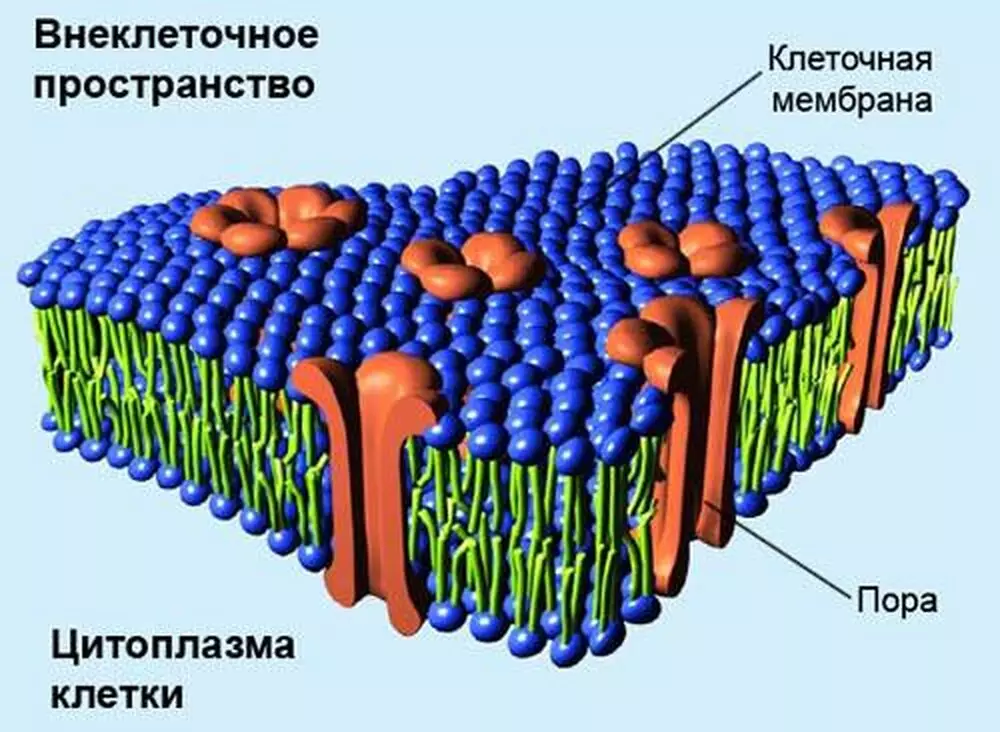 As proteínas da canle iónica regulan o paso de certos ións a través da membrana celular