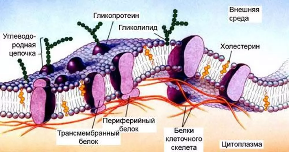 Transmembran zülalları hüceyrənin daxili hissəsini xaricə bağlayır