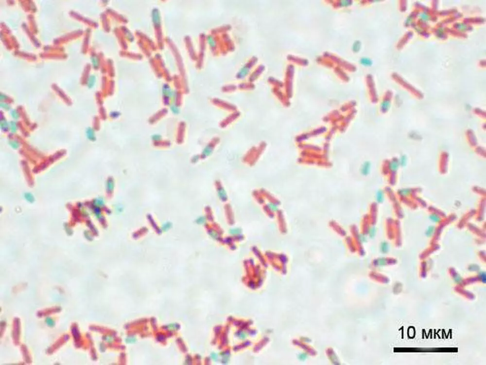 Bastons formadors d'espores de Bacillus subtilis (les espores són de color verd)