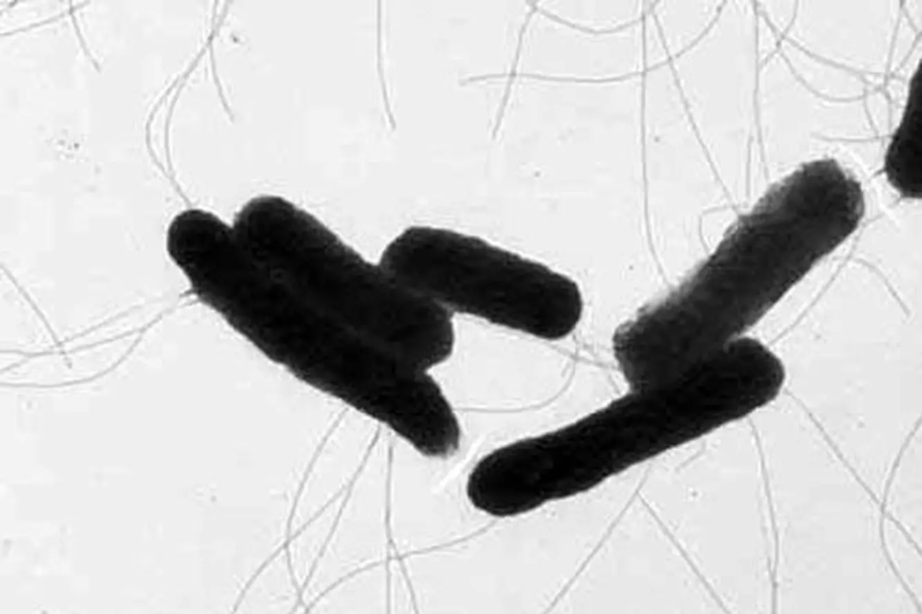 Ukuphilisa i-Salmonella: Iintsholongwane vs