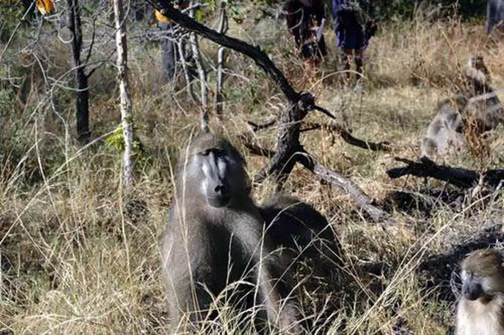 Okavango မြစ်ဝကျွန်းပေါ်ရှိ စာရေးဆရာများ ရိုက်ကူးထားသော ဓာတ်ပုံအချို့