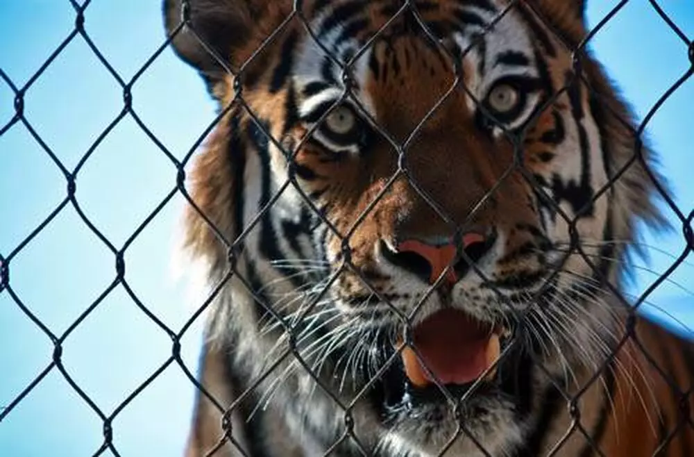 Le tigri sono una delle specie in via di estinzione. Se si estingueranno davvero, possiamo dirlo con certezza: è arrivata un'estinzione di massa.