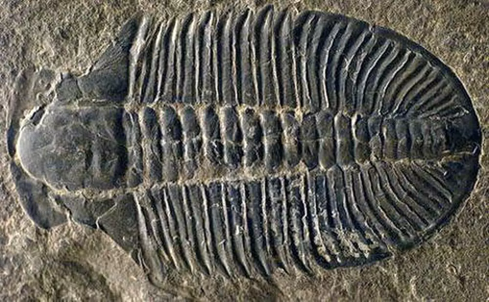 Ang Cambrian trilobite Olenellus fremonti, nga namatay sa panahon sa Permian mass extinction sa mga espisye, mga 250 ka milyon ka tuig ang milabay