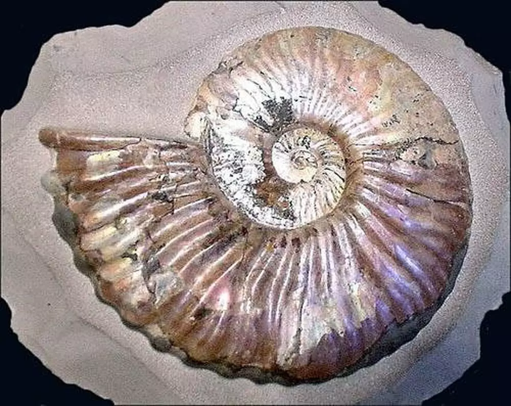 Ang mga Ammonite nakalahutay sa pagkapuo sa Permian, apan wala makalahutay sa pagkapuo sa Cretaceous-Paleogene, nga nahitabo mga 65 ka milyon ka tuig ang milabay, ug nawala uban sa mga dinosaur.