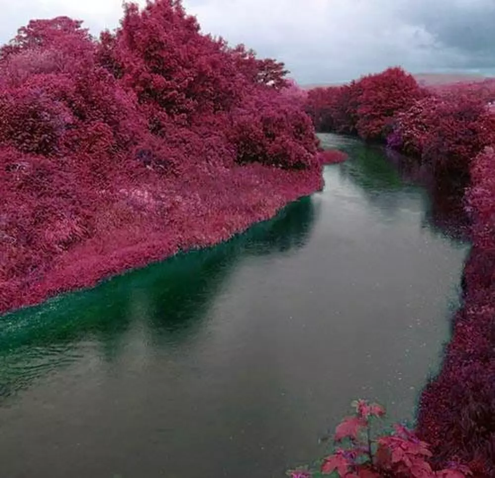 Nếu thực vật đa bào phát triển trên một hành tinh khác, chúng có thể trông hoàn toàn khác so với của chúng ta, và có thể có phổ hấp thụ và phản xạ khác nhau, phù hợp hơn với các đặc điểm của ngôi sao của chúng. Theo đó, màu chủ đạo của thảm thực vật sẽ không nhất thiết phải là màu xanh lá cây.