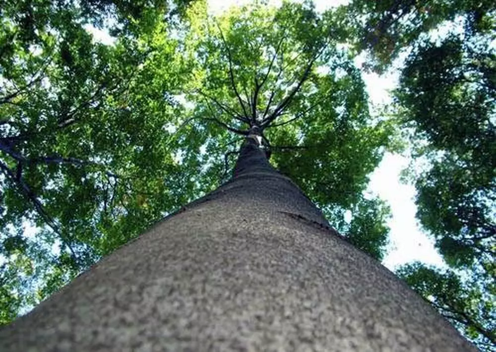 तर संरचना र फारम, जसले तपाईंलाई प्रतिद्वन्द्वीहरूलाई छायामा राख्न अनुमति दिन्छ, सम्भव छ।