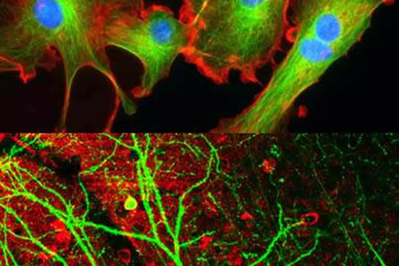 Cellular Alchimie: Vun Haut bis Neuronen