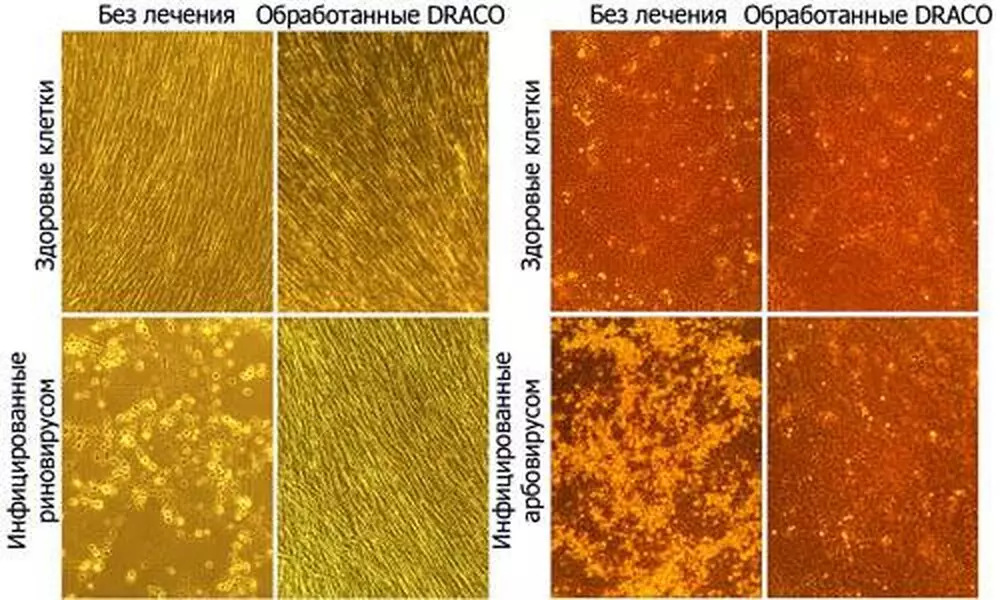 DRACO бар және онсыз: препарат және оның ЖРВИ тудыратын риновируспен (сол жақта) және денге қызбасын тудыратын арбовируспен (оң жақта) сау (жоғарғы) және жұқтырған (төменгі) жасушаларға әсері