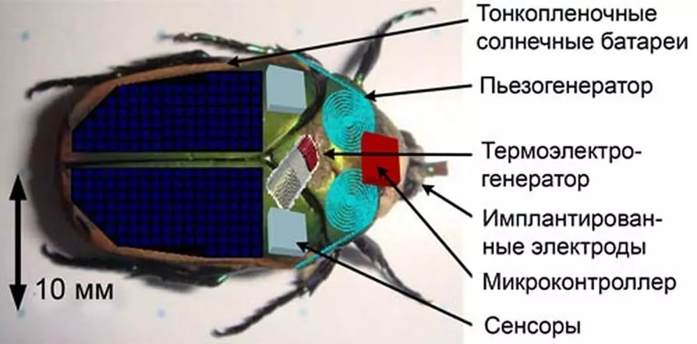 Курт-кумурскалар энергиясы миниатюралык сенсорлорду иштете алат