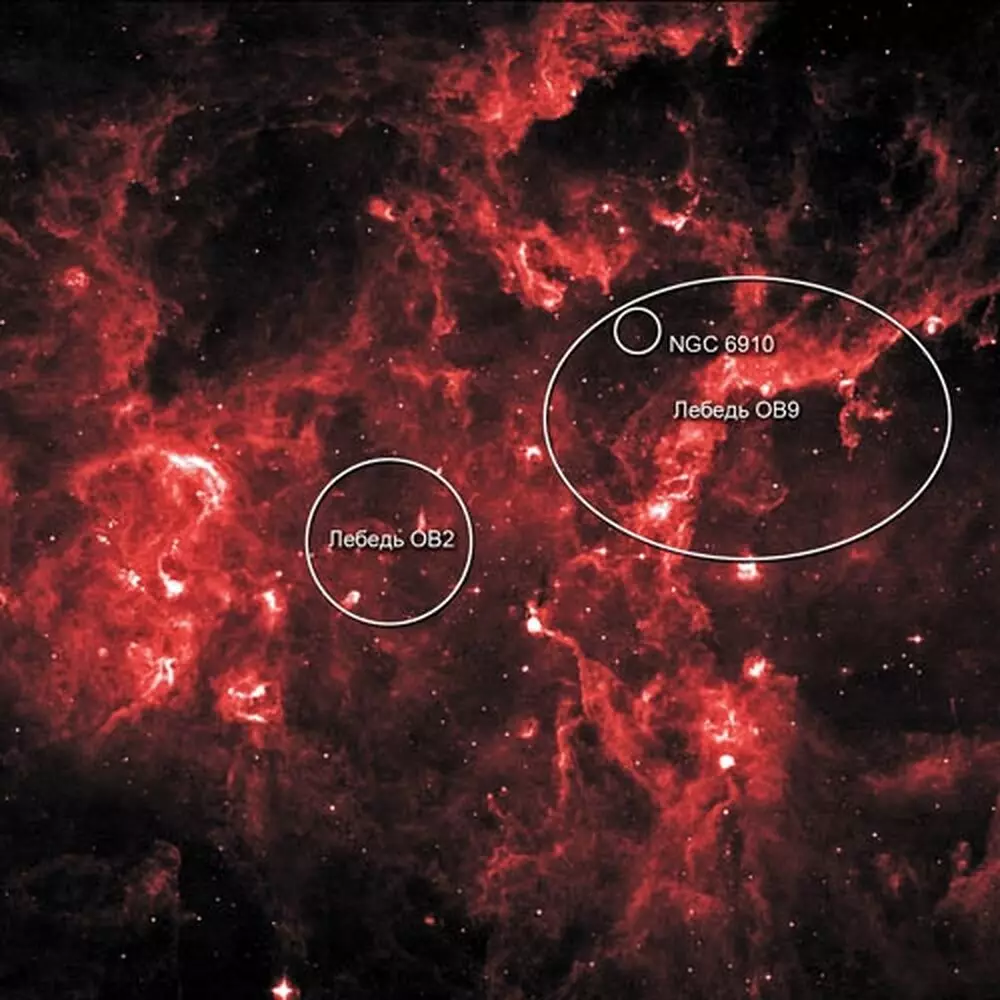 Cygnus X-1 zawiera wiele młodych asocjacji gwiazdowych, w tym asocjacje OB2 i OB9, a także gromadę NGC 6910. Silne promieniowanie i wiatry tych gwiazd „nadmuchują” gęsty gaz, tworząc „kokony” lub „bąbelki” wokół nich gorący i rozrzedzony gaz