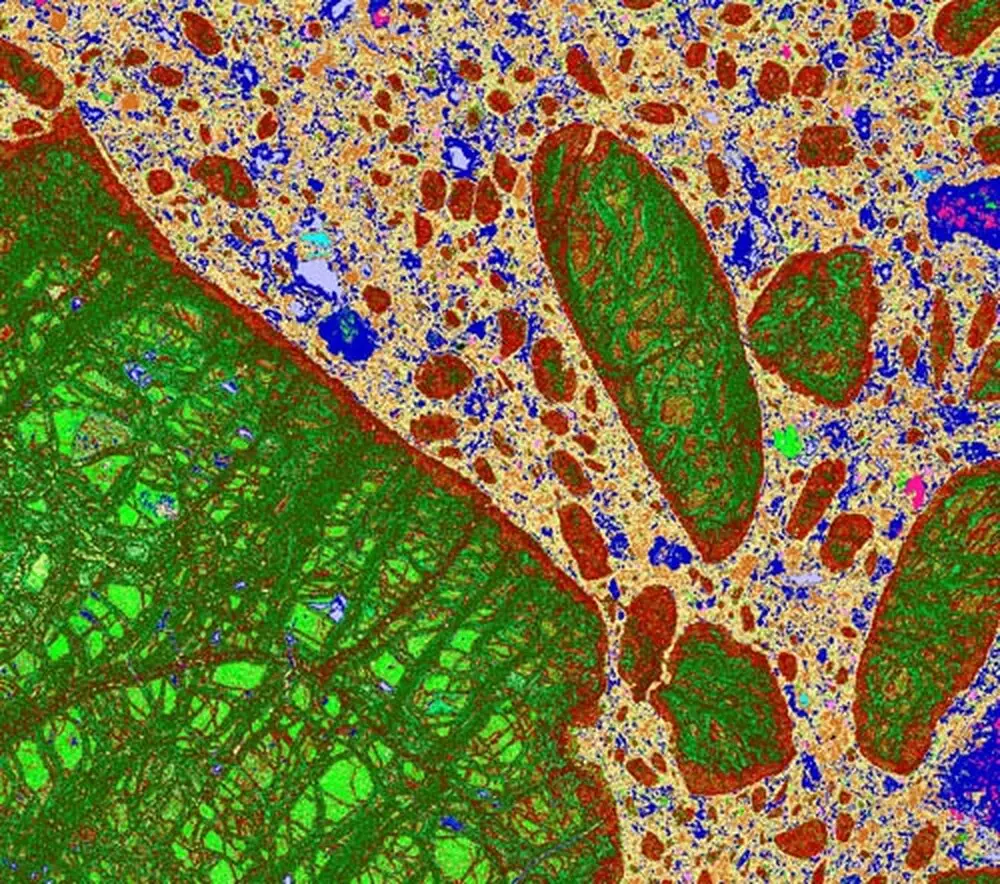 Minerale structuur van kimberliet. Olivijnen (groen gekleurd) en serpentijnen van verschillende generaties zijn zichtbaar in de carbonaat-silicaatbasis.