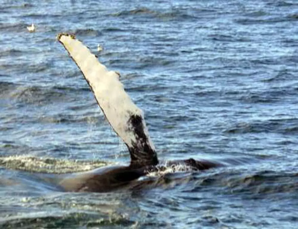 Las aletas de las ballenas jorobadas tienen bordes ondulados característicos