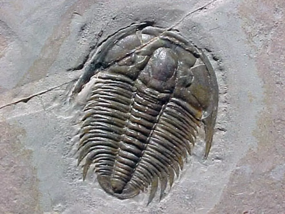 Trilobite - samfurin Cambrian - yana da harsashi na calcium carbonate