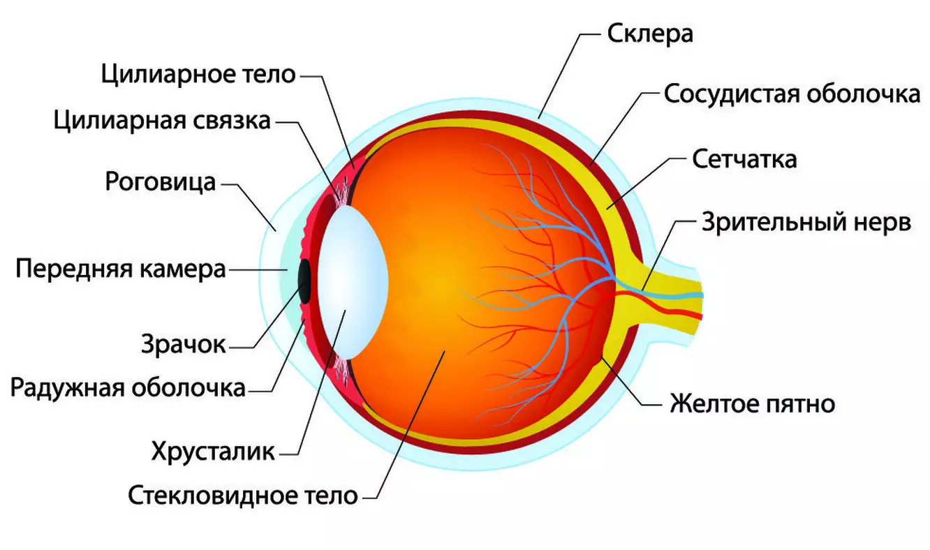 Настай холбоотой харааны өвчнийг оношлохын өмнө бидний нүд хэрхэн ажилладагийг олж мэдэх нь маш чухал бөгөөд ингэснээр эмчийн зөвлөмжийг ойлгоход хялбар болно.