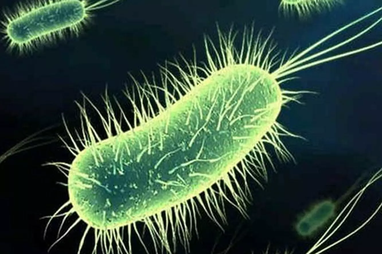 Бактерия фидакарьлеге: үз-үзенә кул салу элементы