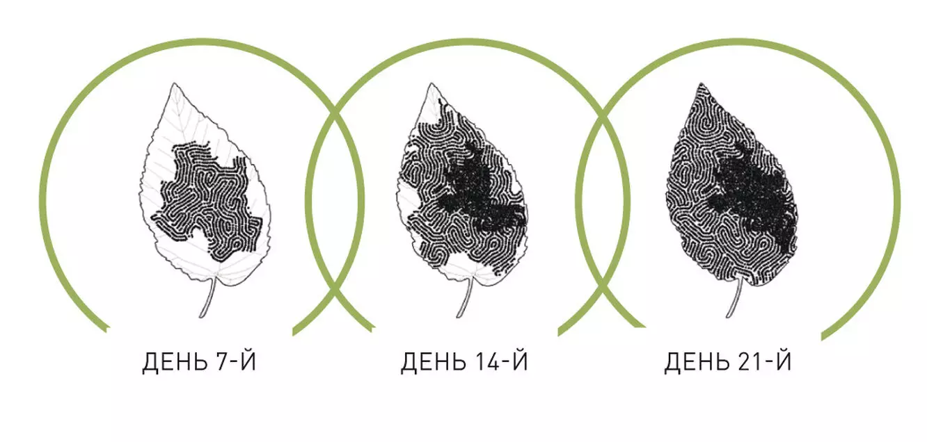 Synthetic Biology isip Art: Ang Umaabot sa Artipisyal nga Kinabuhi 333420_3