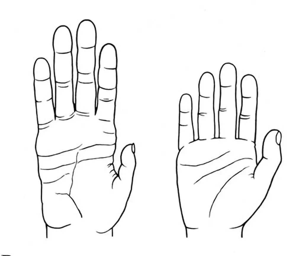 Compare la palma de una persona y un chimpancé: tenemos todos los dedos notablemente más cortos, excepto el grande, que es más fuerte y diestro. Esta anatomía facilita el uso de herramientas y permite que la palma de la mano forme un puño.