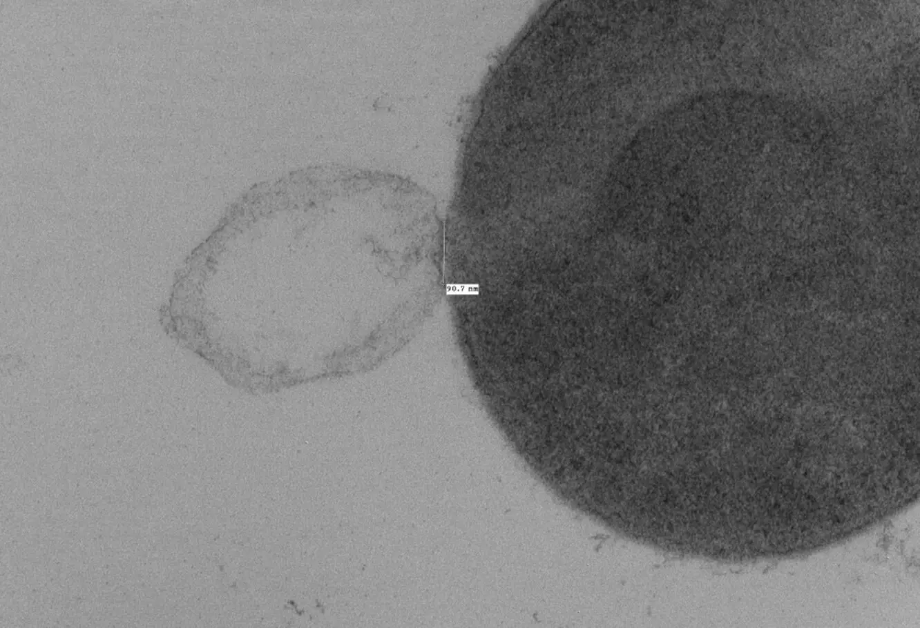 Lysis sél Streptococcus pyogenes ku PlyC