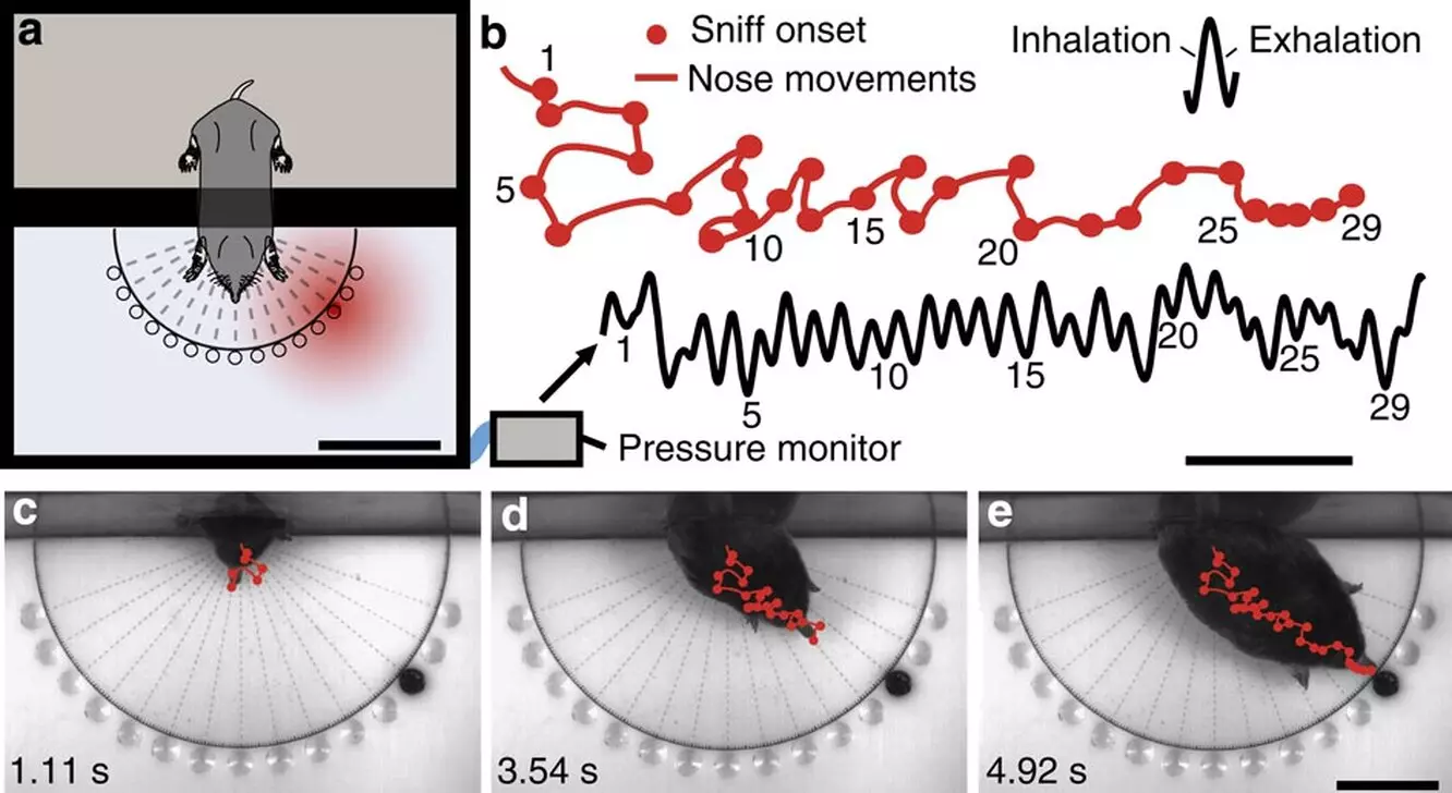 La traiettoria del naso (rosso) è allineata con lo schema di inspirazione-espirazione del neo fiutante (nero), ottenuto utilizzando un sensore di pressione. Il senso dell'olfatto stereo aiuta l'animale a determinare con maggiore precisione la direzione del cibo ad ogni respiro.