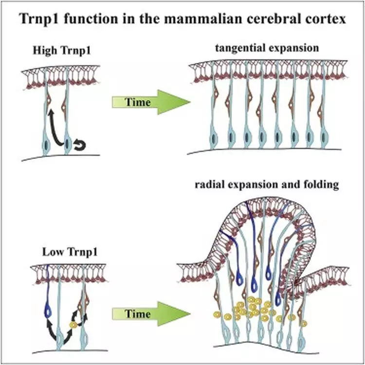 Me dhe pa palosje Variante të zhvillimit të korteksit cerebral në prani (sipër) dhe në mungesë (poshtë) të proteinës, prodhimi i së cilës është përgjegjës për gjenin TRNP1. Mungesa e kësaj proteine bën që qelizat burimore nervore të diferencohen në qeliza burimore të ndërmjetme dhe neurone, duke çuar në struktura më komplekse.