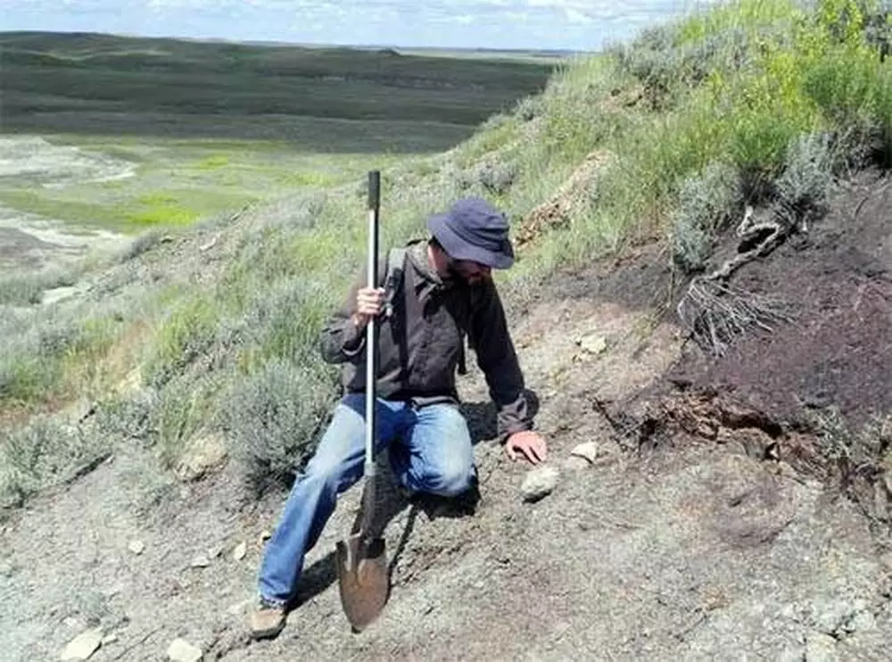 Student Stephen Chester langs 'n gefossileerde dinosourusbeen