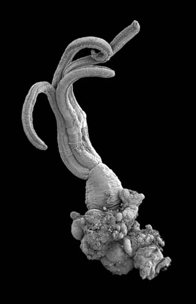 พยาธิกระดูก Osedax antarcticus