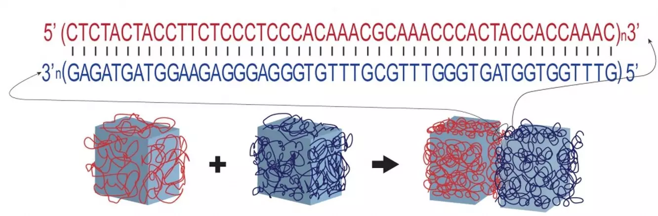 Selektivní spojení se provádí díky komplementárním úsekům DNA