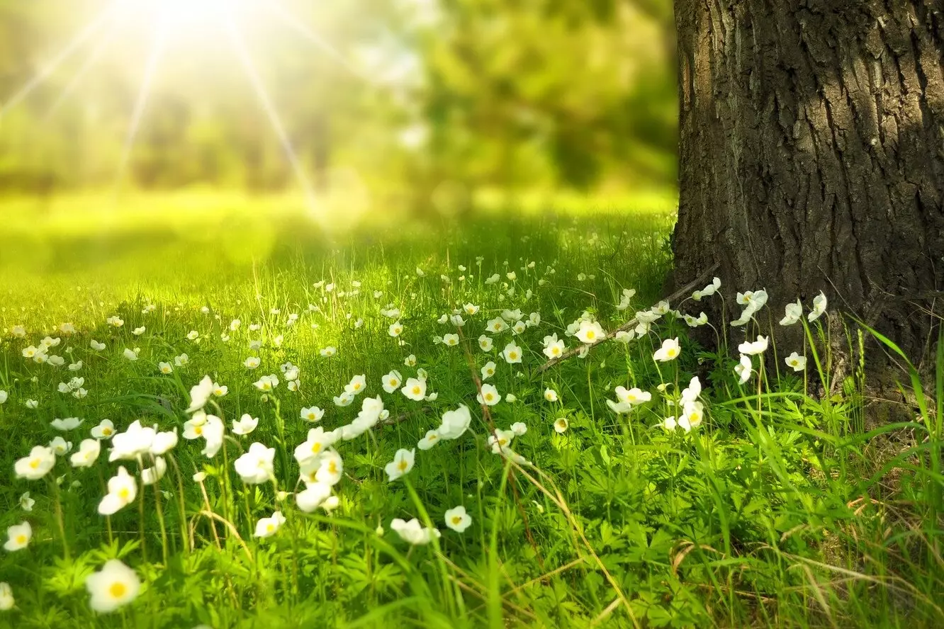 Waarom zijn planten groen: niet zo'n simpele vraag als het lijkt