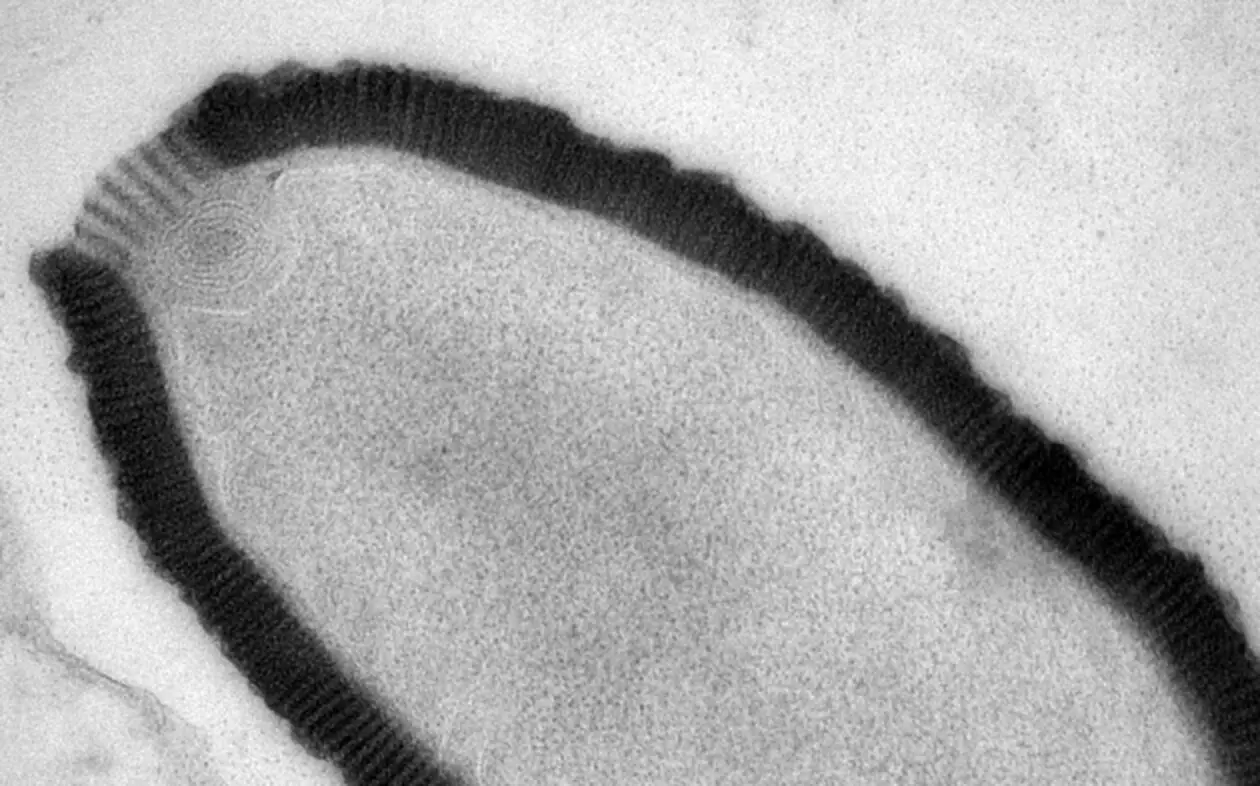 Llwyddodd Pithovirus i heintio amoebas er iddo dreulio 30,000 o flynyddoedd wedi rhewi