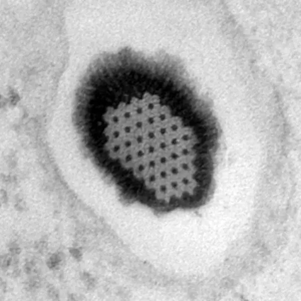 Virus ola mai le 30,000 tausaga le matua o le aisa 335775_2