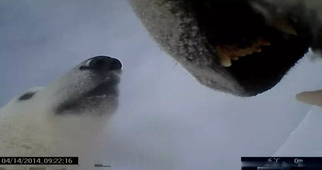 Life in the Ice: Video Captured by a Polar Bear 336350_1