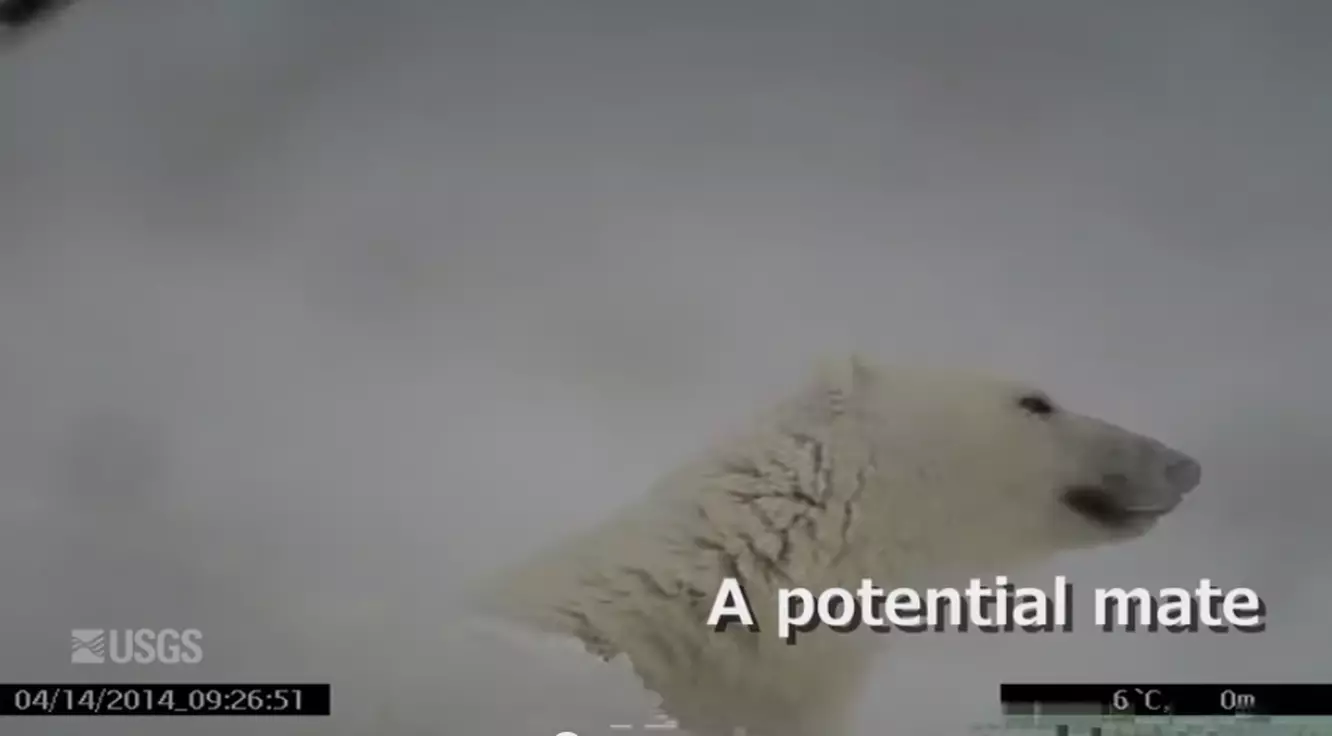 Life in the Ice: Video Captured by a Polar Bear 336350_3