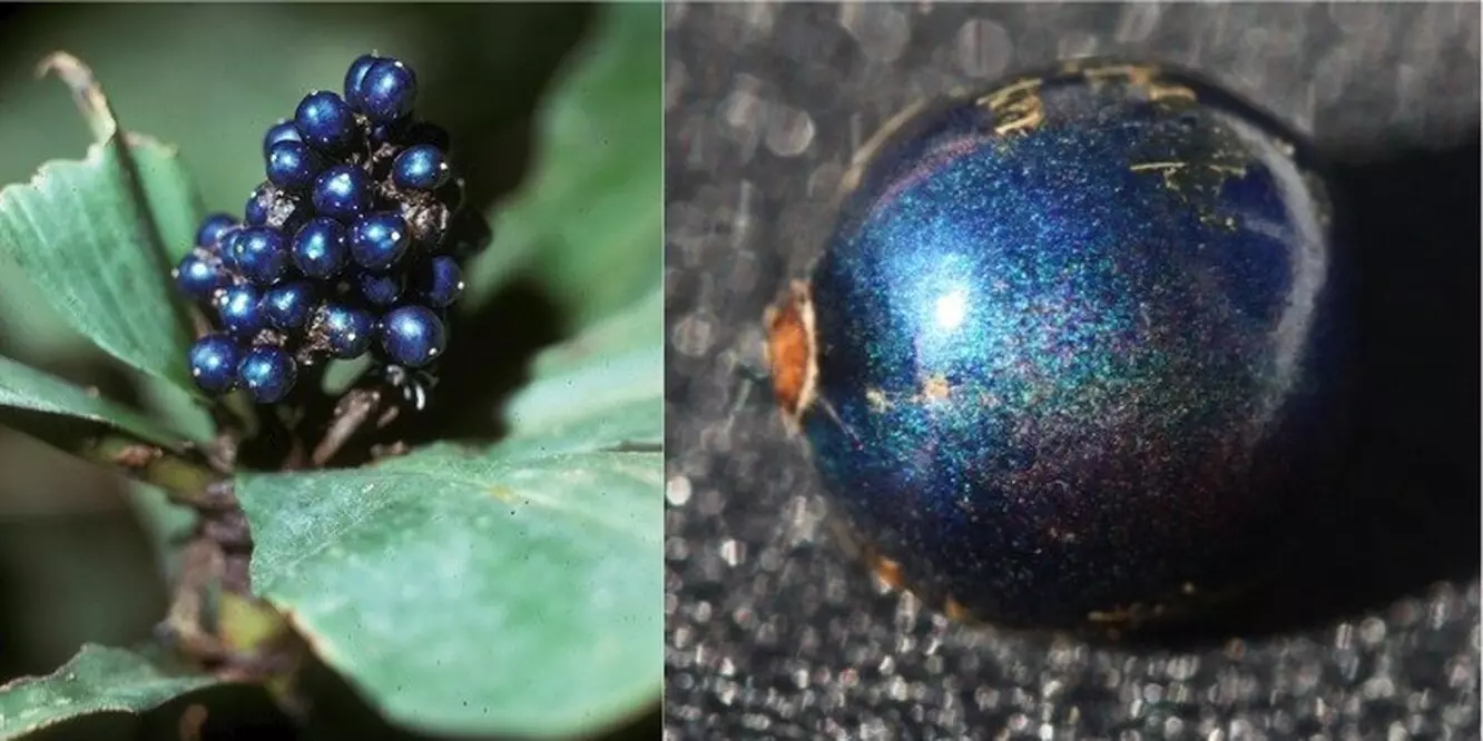 Bären från den afrikanska växten Pollia condensata är bland de ljusaste frukterna på jorden. Deras färg beror på strukturen hos cellulosafibrer.