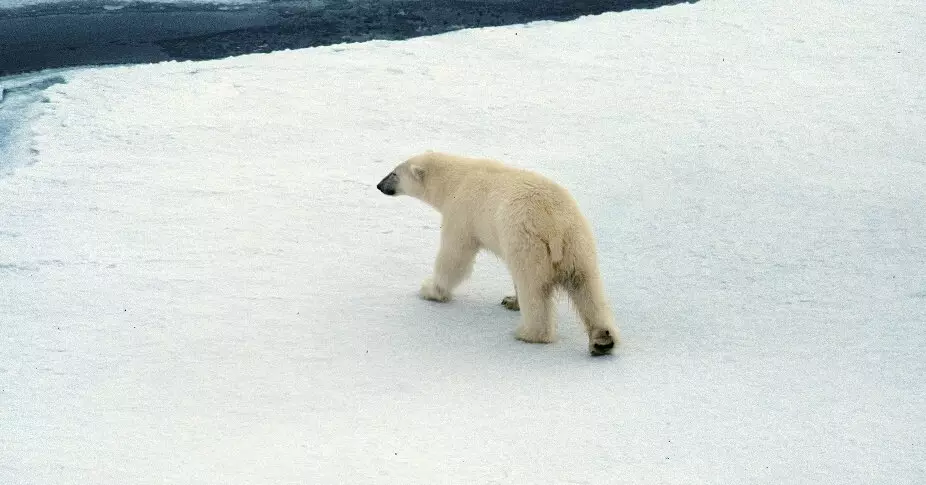 "Big Brother" a compté les ours polaires depuis l'espace