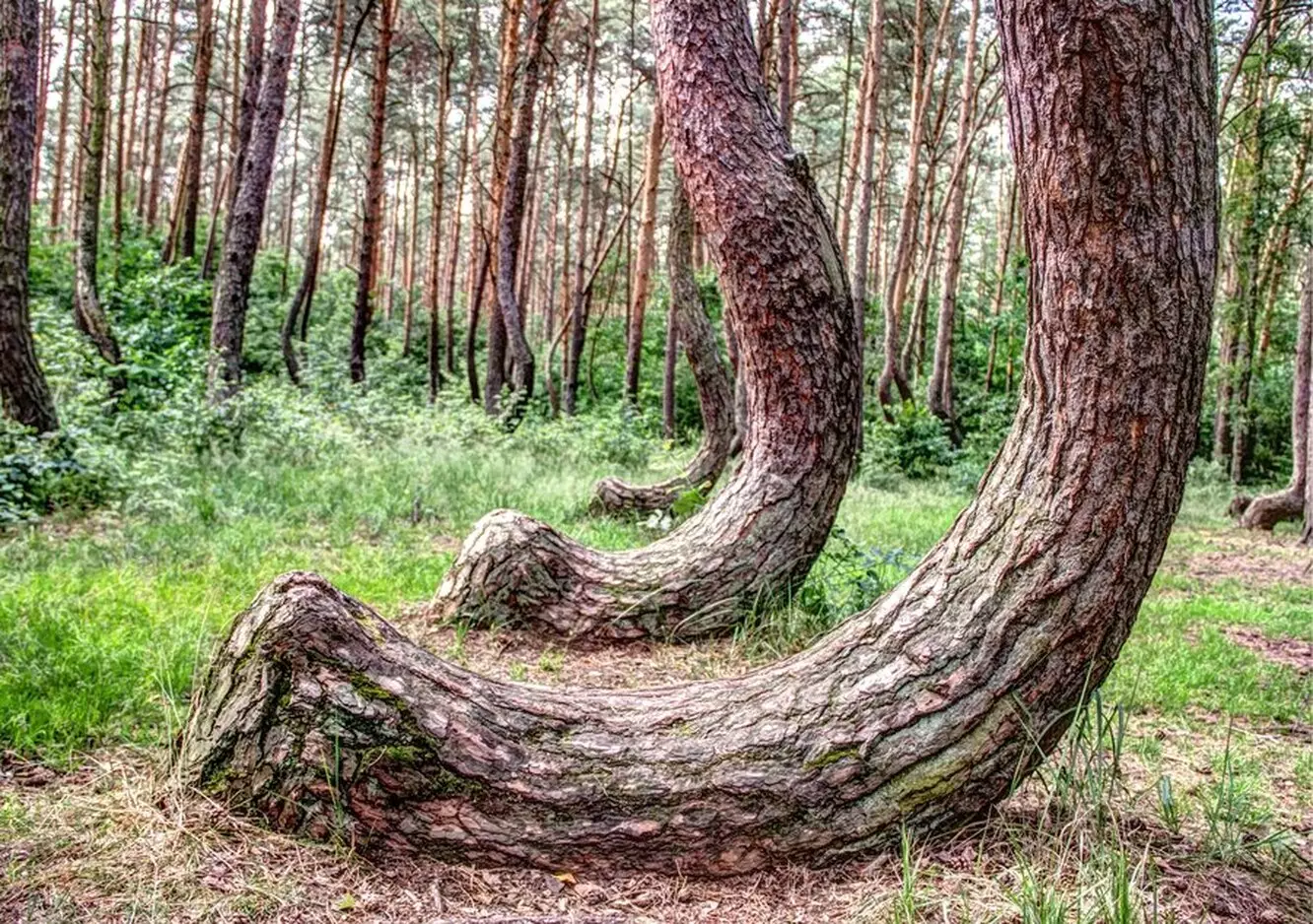 Noslēpumains Polijas mežs: versijas par J-veida koku izskatu 336704_1