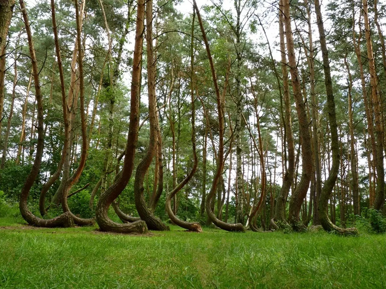Salaperäinen puolalainen metsä: versioita J-muotoisten puiden ulkonäöstä 336704_10