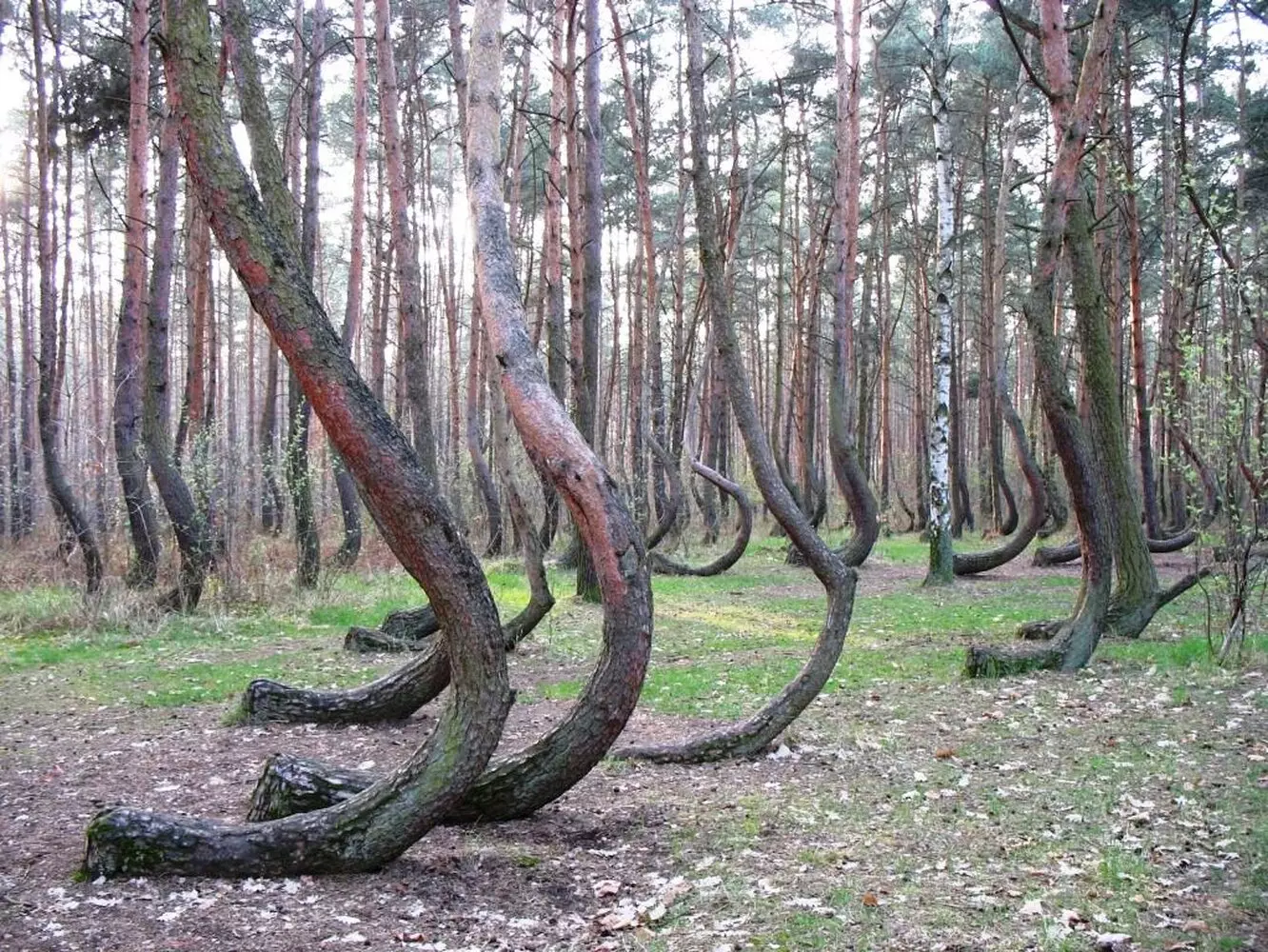 Hutan Polandia Misterius: versi penampilan pohon berbentuk J 336704_11