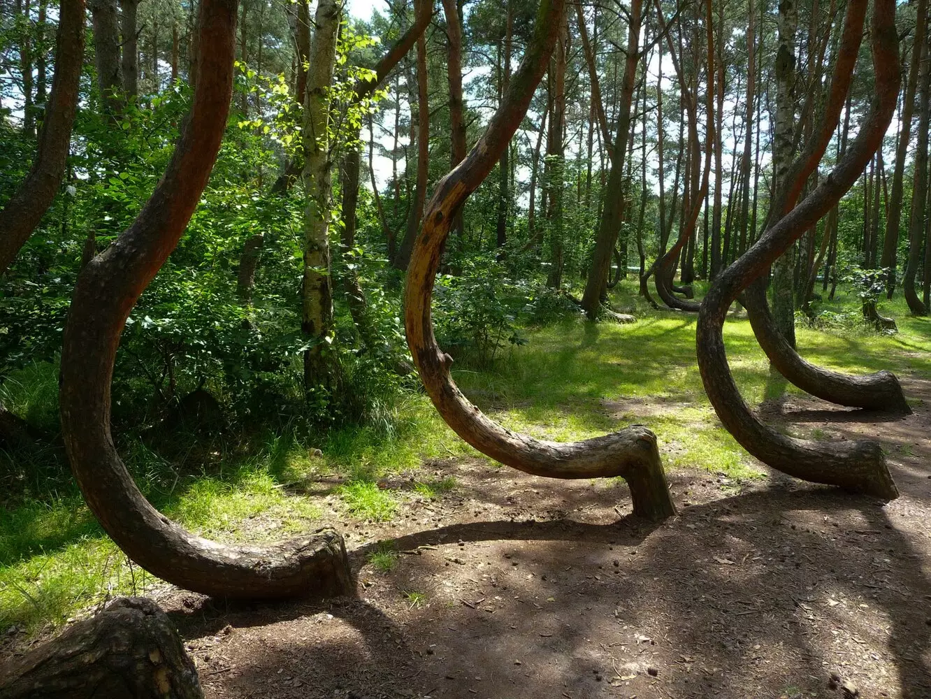 Hutan Polandia Misterius: versi penampilan pohon berbentuk J 336704_2