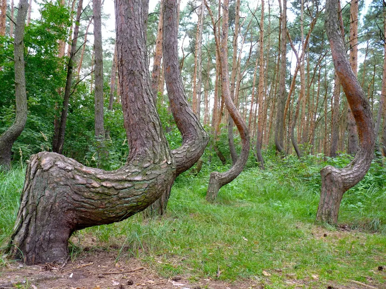 Hutan Polandia Misterius: versi penampilan pohon berbentuk J 336704_3