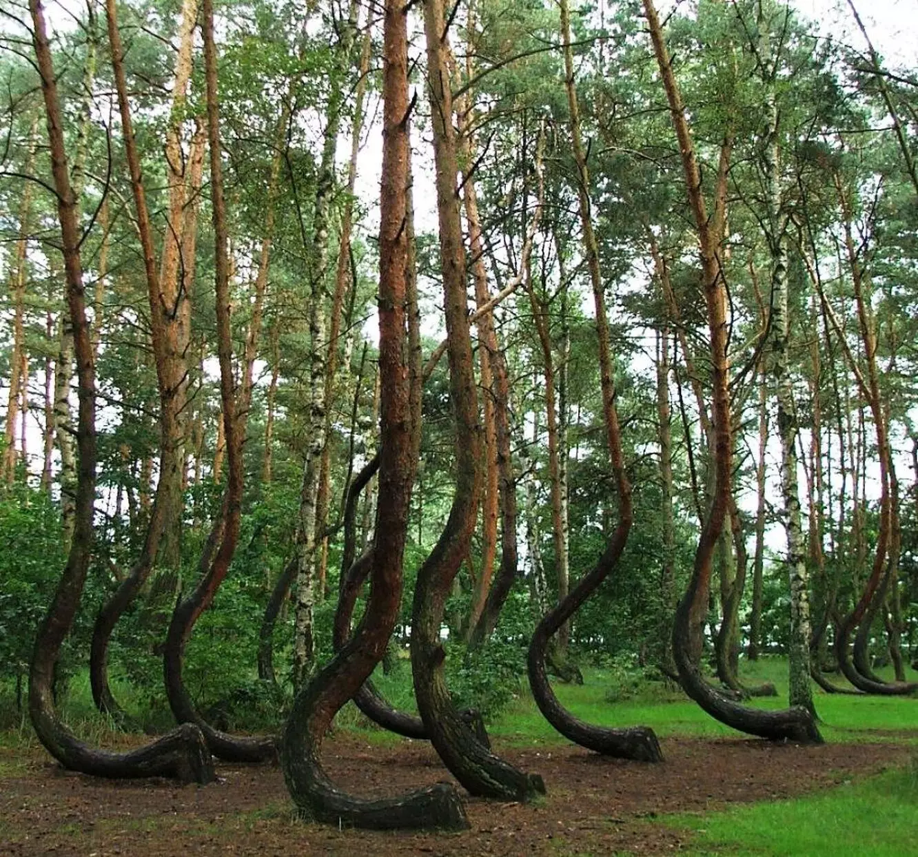 Hutan Polandia Misterius: versi penampilan pohon berbentuk J 336704_4