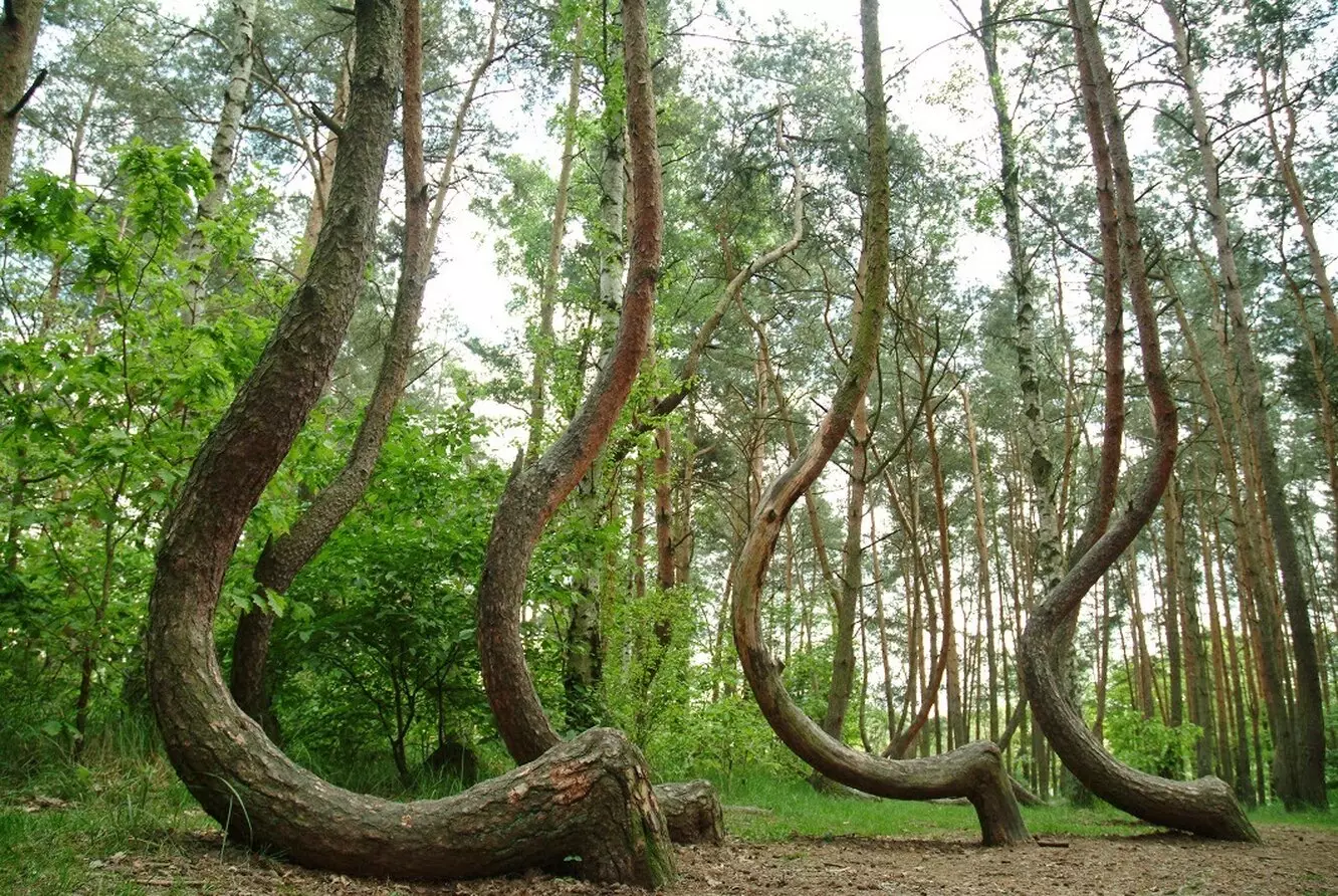 Hutan Polandia Misterius: versi penampilan pohon berbentuk J 336704_5