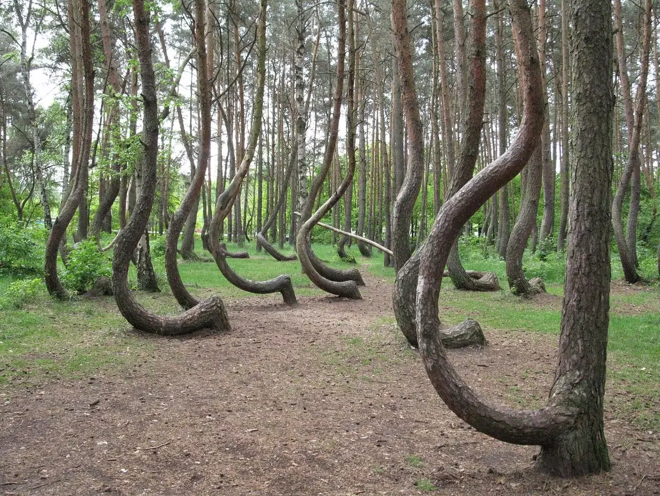 Noslēpumains Polijas mežs: versijas par J-veida koku izskatu 336704_6
